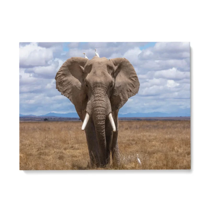 Tableau Peinture Elephant | Off Pure